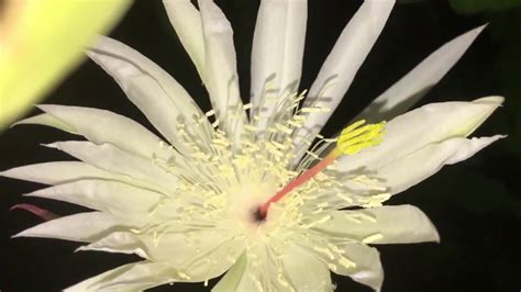 Kadupul Flower Blooming Epiphyllum Oxypetalum Sri Lanka 🇱🇰 Youtube