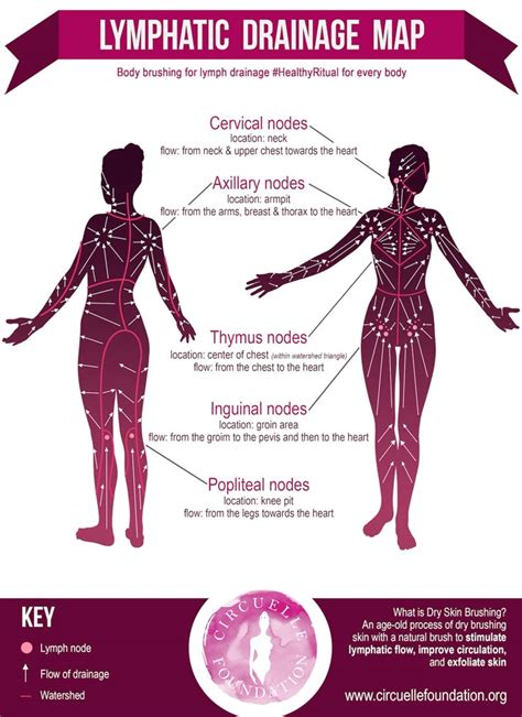 273 Best Images About Lymphatic On Pinterest Massage Health And