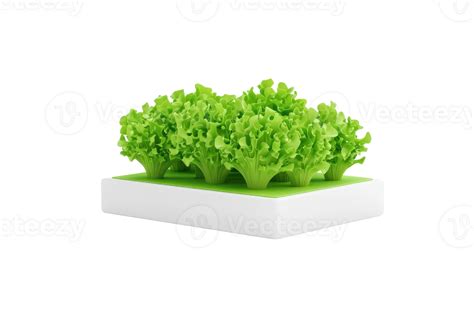A Vibrant Green Lettuce Cluster Displayed On A White Platform