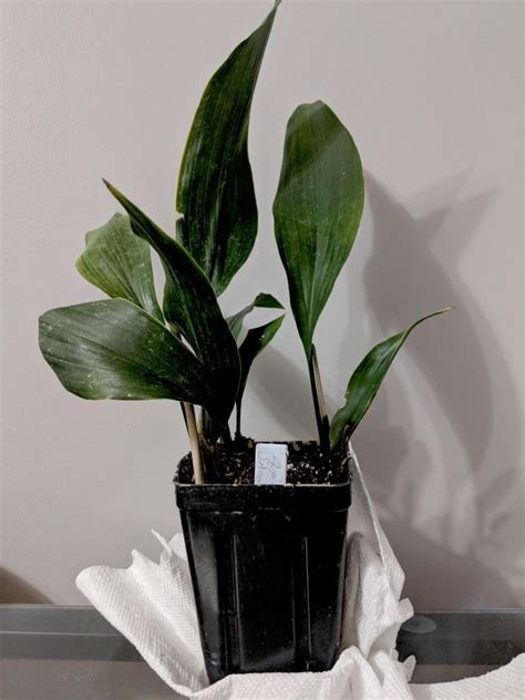 17 Plantas Que Son Fáciles De Cuidar Y Con Las Que Puedes Decorar Tu