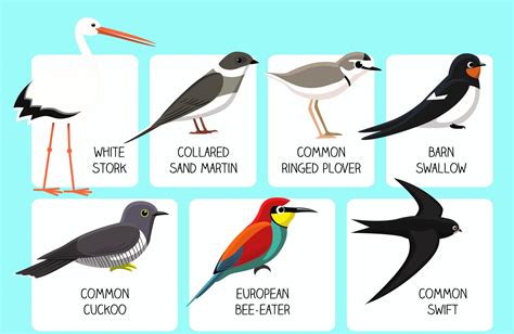 ყველას შეუძლია იყოს მეცნიერი Sabuko