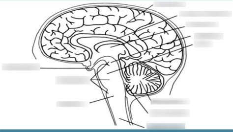 Subcortical Structures Diagram Diagram Quizlet