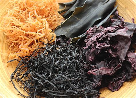 Seaweed Nutrition The Oceans Superfood