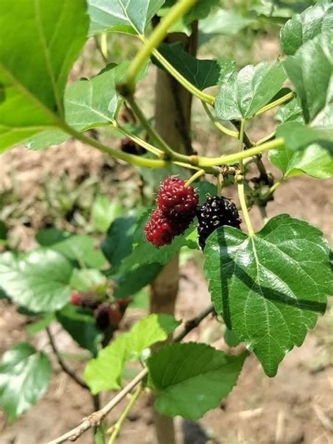 က်န္းမာေရး ဆူးပုတ်ကြီး အဓိကဆေးဖက်ဝင်ပုံ အိပ်မပျော်ရောဂါ၊ အစာမကြေရောဂ