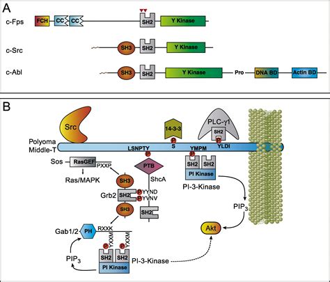 Signal Transduction Pathway
