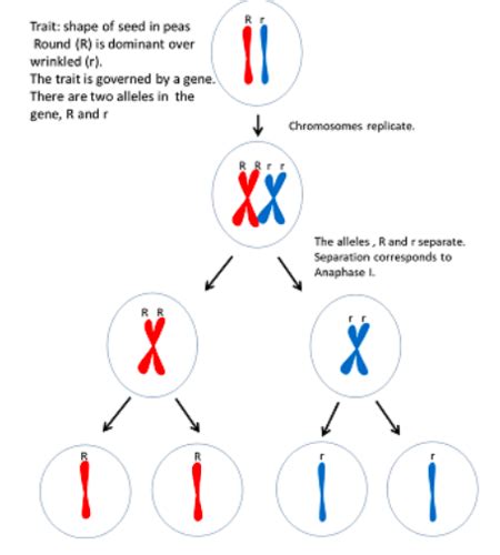 Chapter 12 Patterns Of Inheritance Flashcards Quizlet