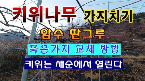 [텃밭농부 1 764] 키위나무 가지치기 방법 1월중 끝 내세요 키위재배 Youtube