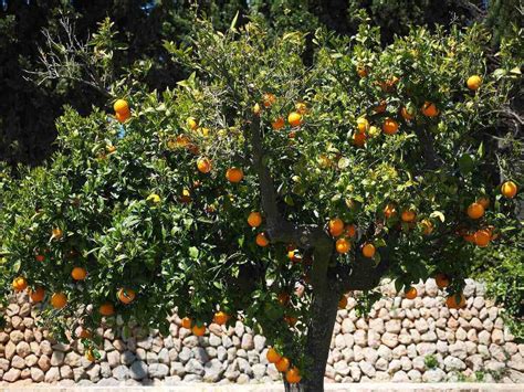 How To Grow And Care For Citrus Trees