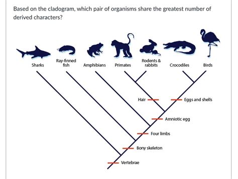 Answered Based On The Cladogram Which Pair Of Bartleby
