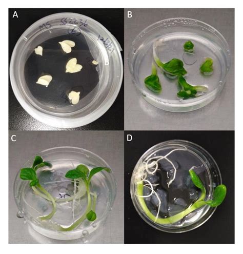 Embryo Rescue Protocol For Interspecific Hybridization In Squash