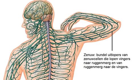 Het Zenuwstelsel Biologielessen Nl