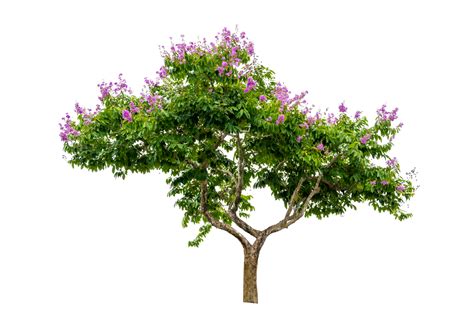 Isolated Trees 12682216 Png