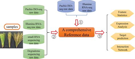 Flowchart For Sequencing And Analysis Of Prunus Elliottii Smrt Seq And Download Scientific