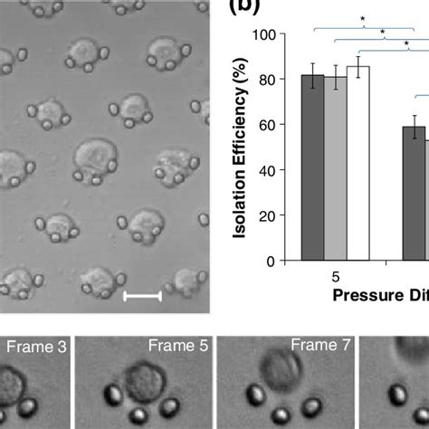 Cancer Cells Isolation And Microdevice Efficiency Characterization Download Scientific