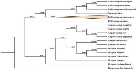 Phylogenetic Trees Derived From Maximum Likelihood Ml And Bayesian
