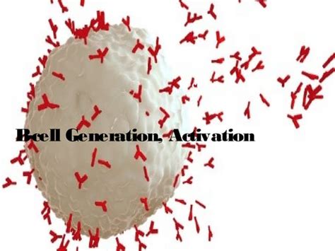 B Cell Generation Activationanddifferentiation Ppt