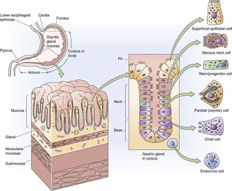 Structure Of Stomach Diagram Stomach Model