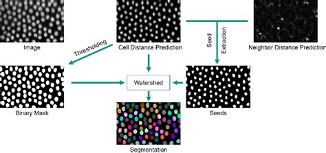 Cell Segmentation And Tracking Using Distance Transform Predictions And
