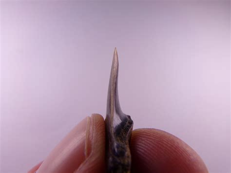 Isurus Retroflexus Fossil Id The Fossil Forum