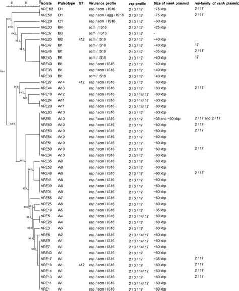 Dendrogram Of Enterococcus Faecium Isolates Showing Their St
