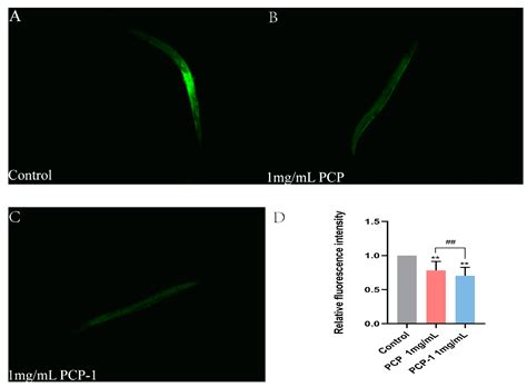 Anti Aging In Caenorhabditis Elegans Of Polysaccharides From Polygonatum Cyrtonema Hua