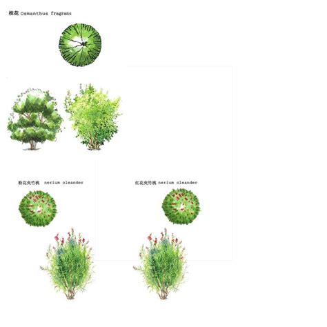 Landscape Tree Plan View And Elevation Plant Materials Graphics Template Vector Clipart Symbols