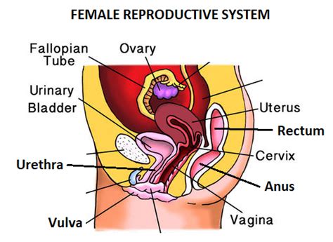 Sexual Reproduction MISS LAI SCIENCE