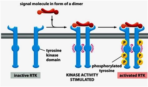 Signal Transduction Pathways Flashcards Quizlet