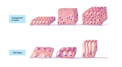 Arrangement Of Layers And Cell Shape Diagram Quizlet