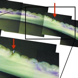 PDF Environmental Influence On Calcification Of The Bivalve Chamelea Gallina Along A