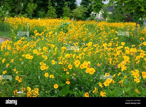 Detroit Michigan Residents Formed A Nonprofit Organization Called Arboretum Detroit To