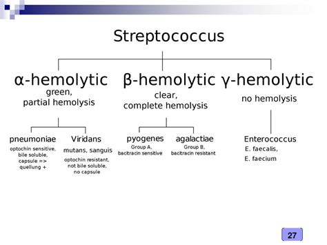 Medical Microbiology Laboratory Streptococcus Spp