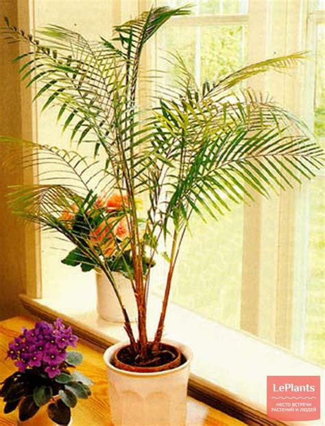Кокос (Cocos) — описание, выращивание, фото | на LePlants.ru