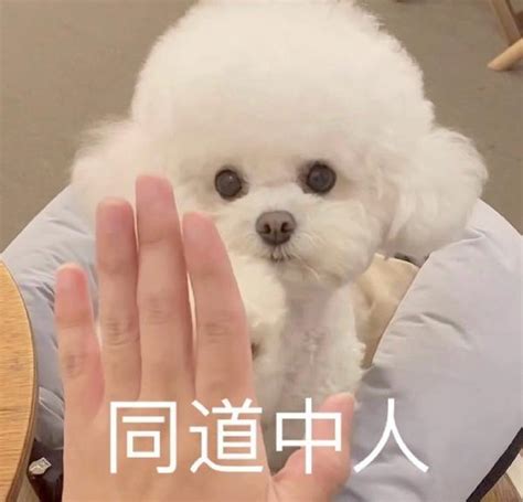 表情包 我要去炫砂糖桔了 知乎