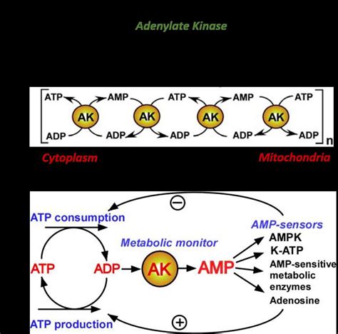 Understanding Enzyme Catalyzed Reactions