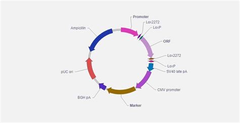 Plasmid Vector Diagram