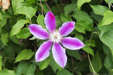 식물 큰꽃으아리 식물 생물종 Bric