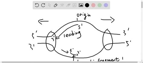 Solved Dna Replication Is Bidirectional And Discontinuous Explain Your Understanding Of Those