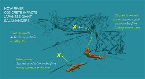 Saving The Japanese Giant Salamander From Concrete Lifegate