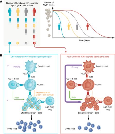 The Number Of Functional Kir Hla Pairs Predicts Increased T Cell