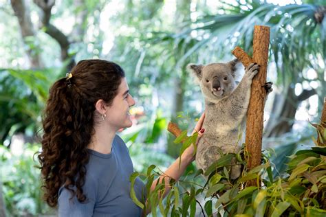Koala Sanctuary Untuk Pengalaman Best 2024