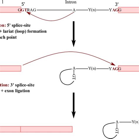 Representation Of The Pre Mrna Splicing Pathway Adapted From Green