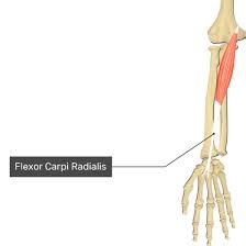 Flexor Carpi Radialis Muscle Origin Insertion Function Exercise