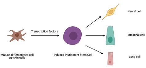 Transcription Factors And Cellular Fixer Uppers Columbia University