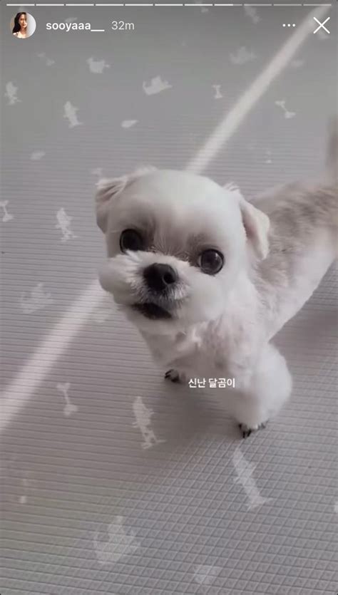 Jisoos Ig Story Dalgom