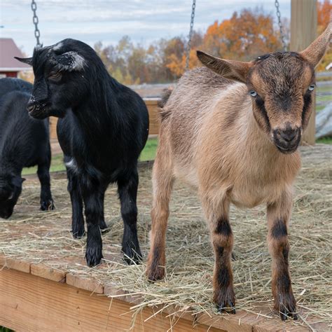About Us Handsome Cock Farm