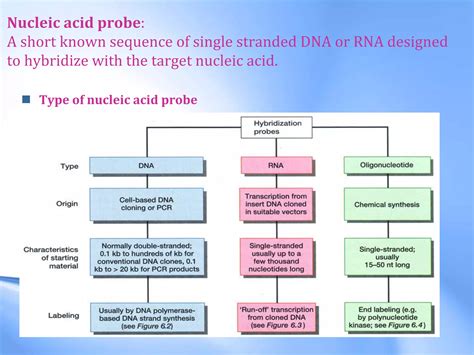 Nucleic Acid Hybridization By Kk Pptx Chemistry Science