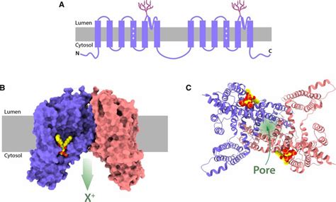 Structure Of Tpcs A Topology Cartoon Of A Tpc Monomer With Tandem