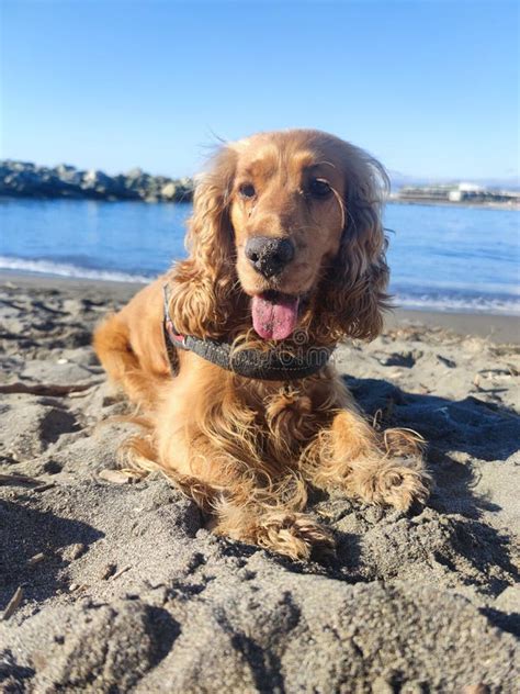 Happy Cocker Spaniel On The Beach Portrait Stock Image Image Of