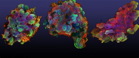 2018 Cell Dynamics Image Winners Department Of Cell And Developmental